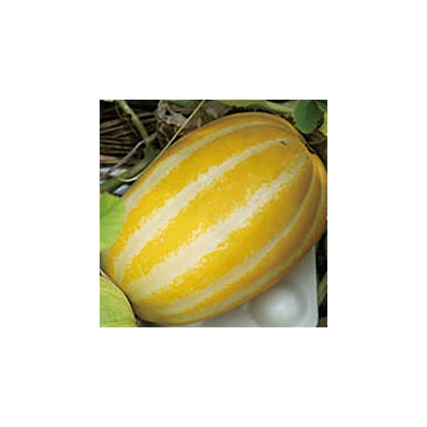 食味にこだわった大型フルーツマクワ・果皮は濃黄色で、鮮明な白い条班が均等に入る、銀泉タイプのF1マクワウリ・果重は800ｇから1ｋｇになる大果で、果肉が厚く食べ応えがある・肉質は緻密でシャリ感があり、糖度は14〜15度、香りも良くとても美味...