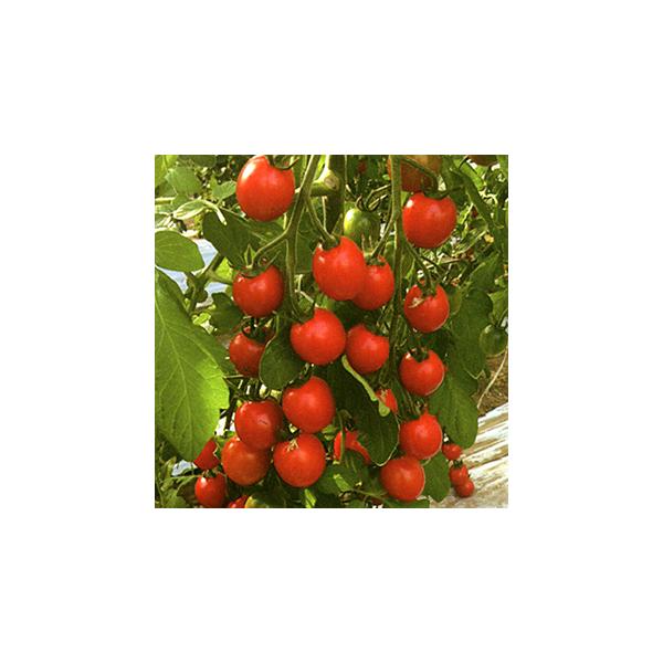 単為結果性（自然着果）ミニトマト。比較的、裂果は少ない。糖度が高く味の濃い食味で、口の中では皮は残らず肉質はやや粉質で食べやすい。果重は20g程度、ミニトマトとしてはやや大きめである。（種が入ったりホルモン処理をすると大きくなりやすい）葉は...