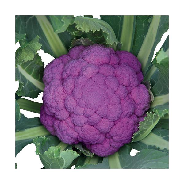 鮮やかな紫色で、ゆでても花蕾の色は残ります。ゆでる際に酢を用いると一層鮮やかな赤紫色になります。秋どりだけでなく、春どりも可能です。■容量は季節により変更となる場合がございますが、価格に変更はございません。まとめ買いについて：メール便で10...