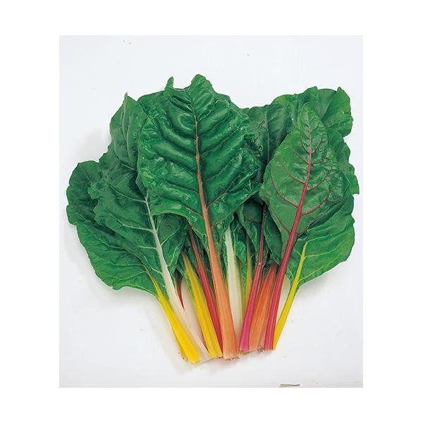 葉は光沢のある濃緑色で、葉柄と葉脈が黄・赤・白色などに着色するフダンナの一種。ベビーリーフや草丈20cm以上の大株まで、いつでも収穫可能。耐暑・耐寒性があり、土壌を選ばず作りやすい。あえ物、おひたし、油炒め、サラダなど幅広く利用できる。■容...