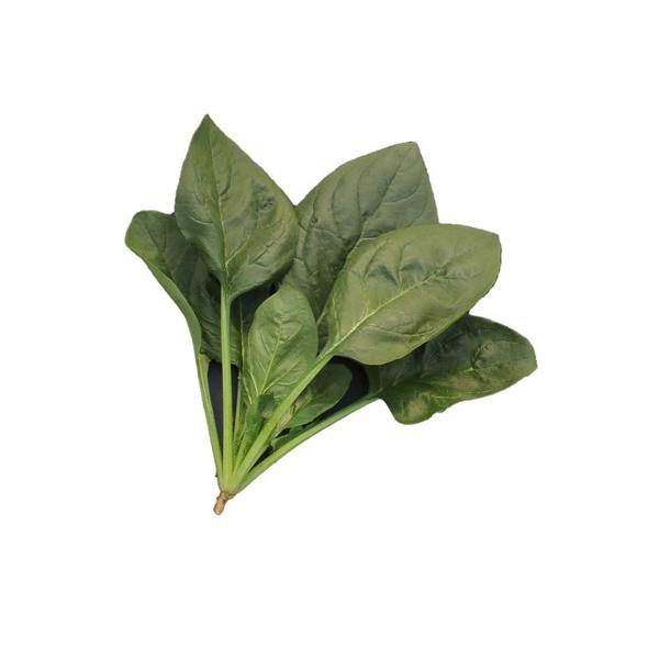 草姿立性の葉重タイプ。葉色は濃緑(「金の夏」よりは淡い)で葉先がやや尖る程度の中間葉タイプ。葉身分と葉柄の長さが同程度。葉幅は広く、葉肉厚い。葉重タイプとしては葉数も多いので、ボリュームが非常に出る。シワや葉先の巻き込みは少ない。葉柄は折れ...