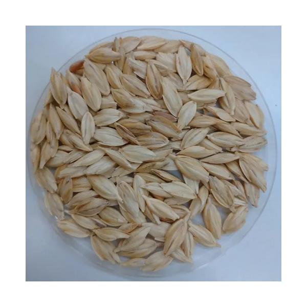 古くから続く小麦の原種「古代小麦/エンマー小麦」。殻付きのエンマー小麦の種です。収穫後は、穂を乾燥させてリースにしたり、ドライフラワーなどと一緒に束ねてスワッグにしても楽しめます。北欧のモビール「ヒンメリ」づくりにチャレンジしても楽しそうで...