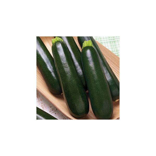 ウイルス、うどんこ病に耐病性をもつ早生で多収の緑皮ズッキーニ！●果実は濃緑色で円筒形。●節間が短く倒伏に強いため栽培が容易。●濃黄色果皮の「オーラムEX」の姉妹品種で、雌花の着生がよく連続して収穫できる。●交配後4〜6日、果径4cm、長さ2...
