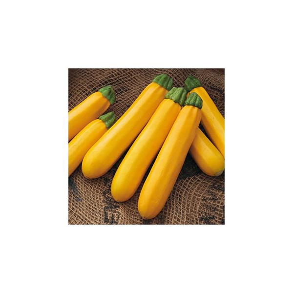 果実は濃黄色で円筒形。作期を通じて果皮色が安定。節間が短く倒伏に強いため栽培が容易。濃緑色果皮の「ダイナーEX」の姉妹品種で、雌花の着生がよく連続して収穫できる。交配後4〜6日、果径4cm、長さ20cm前後が収穫適期。うどんこ病、ウイルス病...