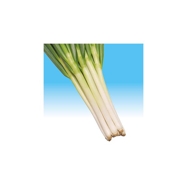 コンパクトで風に強い。葉枚数と根量が多く、常に発根し草勢が安定。止め土後に急に伸びず、畑での在圃性に優れる。秋に短時間で回復する。■容量は季節により変更となる場合がございますが、価格に変更はございません。