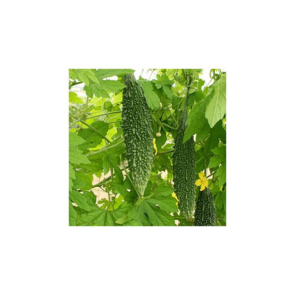 耐暑性に優れ、子・孫づる発生旺盛な多収品種親蔓の雌花着生率は60〜70％で、「にがにがくん」より１割程度少ないが、着果負担が少ないため、子蔓、孫蔓の発生が良く生育旺盛で多収が期待できる。果長30〜32cm、太さ6〜７cmの中長タイプ。果重2...