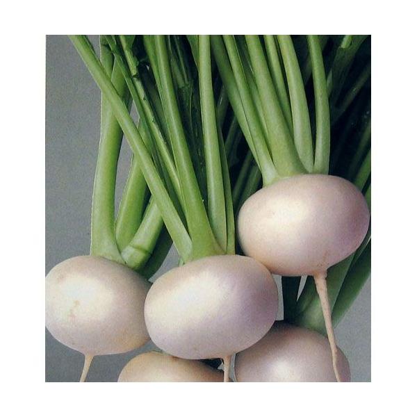 年中いつでもまける良質の極早生小カブで、耐寒性が強くて、抽苔が遅いため、特に覆下栽培や、春どりのトンネル栽培に好適する。根径は4〜5cmの扁円形で、揃いよく、根割れも少ない。肌は純白でツヤがあり、肉質がやわらかくて甘味に富み、漬物に最適。 ...
