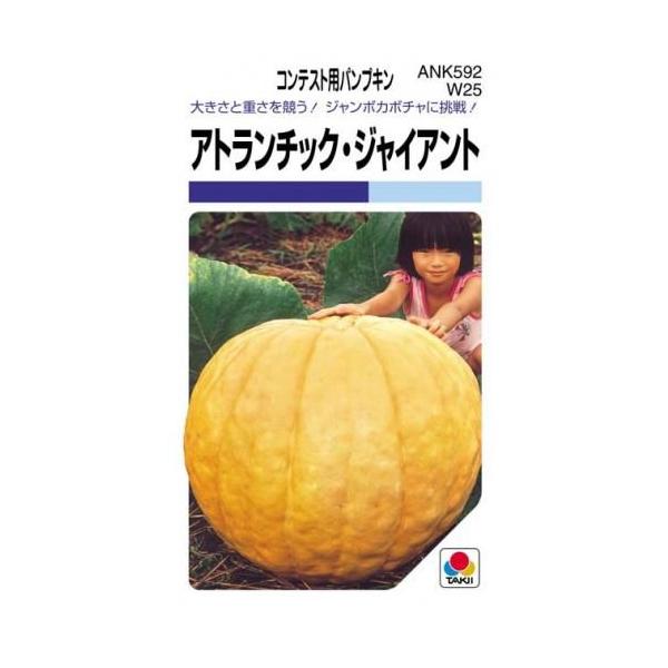 全国各地で行われる秋の農業祭などで、ビックリするぐらいの大きさと重さを競うカボチャのコンテストがよく催されるが、それに登場するジャンボ南瓜が本種で、肥料を十分に施して上手に作れば50kgから100kgに至るぐらいまでの巨大果になる。用途はコ...