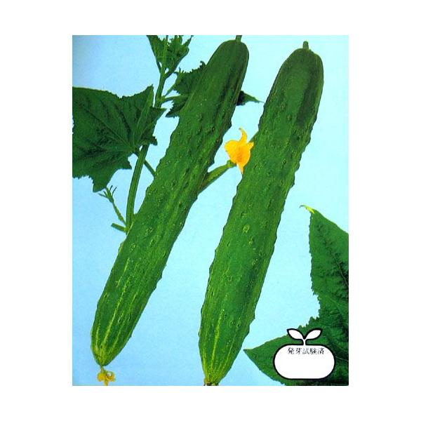 耐病性に優れた素晴らしい節成性を現し収穫期の長い豊産種です。果はよく整い、濃緑色で黒イボ、色沢共に秀れています。肉質は厚く苦味なく夏の味覚として美しいです。普通栽培は勿論、早熟栽培にも素晴らしい成果を発揮しますので家庭菜園にも好評です。 ■...