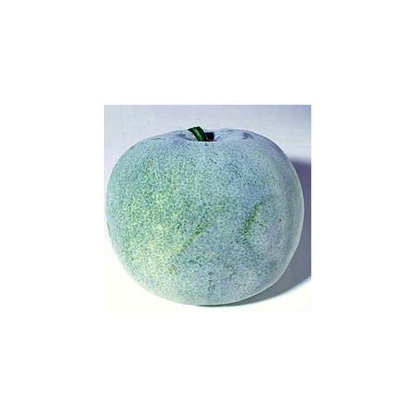 特徴　強健で土質を選ばず高温下でよく成長する。晩生で秋に熟し、収穫後日陰で冬まで貯蔵できる。非常に丈夫なので放任栽培でもよい。