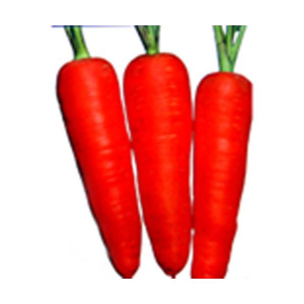 抽苔は安定して遅く、耐暑・耐寒性にすぐれ、トンネル栽培を含んだ春作や、夏まきに適する。春まきや夏まきでは、播種後111日前後で収穫でき、根形は肩の張った長円錐形で、尻づまりよく、長さ15〜18cmとなる。根色は、肌・芯ともに橙紅色で、肌のツ...