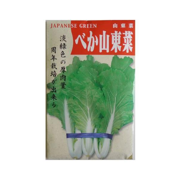 柔らかくて、甘みと風味が最高の山東菜! 漬け物、煮物に最適です!  〜品種の特徴〜 葉は、淡緑色の肉厚大葉、茎は純白色。 葉丈:20cmくらいになります。 播種後30日くらいで収穫ができる極早生品種で、 周年栽培できます! つくりやすく、と...