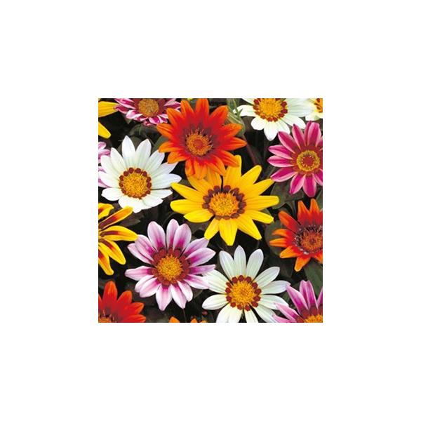 花径7〜8cm、赤、黄、桃、白、橙などの花弁の基部に　褐色、緑、黄などの模様が入る、たいへん色鮮やかで美しい花です。　日光が当たると花が咲きます。