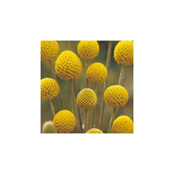 球状の黄色い無弁花は見た目にも珍しく、鮮やかな花色で、　切り花・ドライフラワーのほか、鉢物にも注目されている。キク科