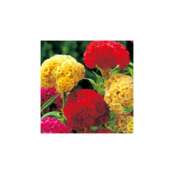 草丈が高く、花色が鮮明な久留米けいとうです。　とさかは球形に近い形で大型ですが、密植して小型に作ると切り花用になります。