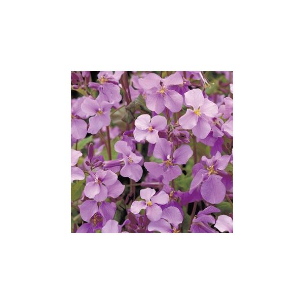 ダイコンの花に似た一重咲きで紫色の花が咲きます。　丈夫でつくりやすい草花で、とくに土質を選ばず、日当たりの悪い場所でもすくすくと生育します。　群生すると一面が紫色に染まりみごとです。