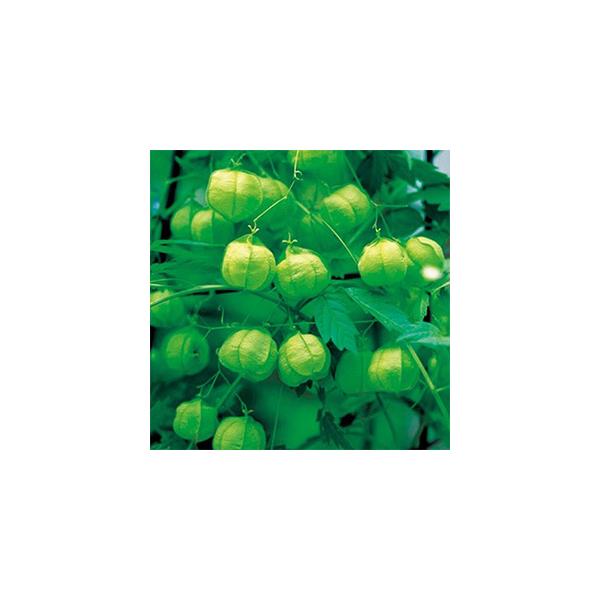 夏から秋にかけて、バルーンバインとも呼ばれるように、約3cmの風船のような果実を多数つけるつる性の植物。果実は、はじめは緑色をしており、熟すと茶色になる。丈夫で作りやすい植物。ムクロジ科