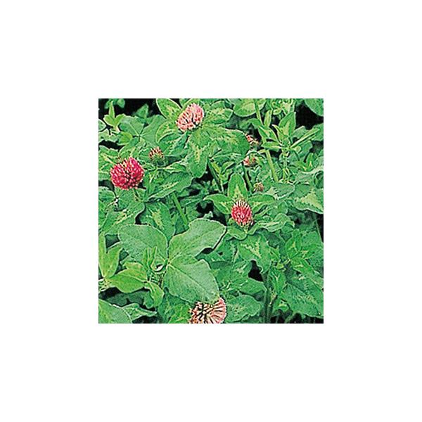 根は強い直根と多数の繊維根からなり、深く量も多い。耐寒性は強いが暑さには弱く、暖地では越年生としてしか利用が難しい。■容量は季節により変更となる場合がございますが、価格に変更はございません。この商品はメール便不可です。宅配便でのお届けとなります。