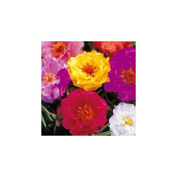 3〜4cmの大きな八重咲きの花が咲く。いろんな色の混合。　苗さえできればその後は丈夫で作りやすく、高温や乾燥にも強くてやせ地でも育ち、日光を好む花。スベリヒユ科　　※混合種子は品種により発芽や初期生育に差が出ることがあり、生育の早いもの、旺...