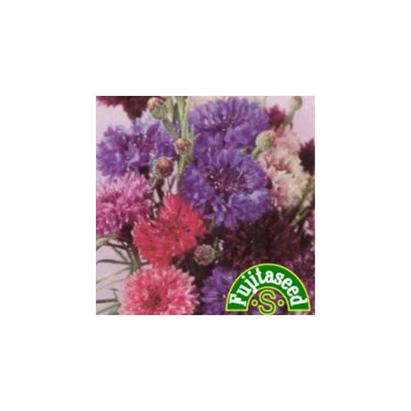 花のハーブティーは咳止めや、腫れ目の時の洗眼液として利用。花はサラダや紅茶に利用。初夏に、紫、ピンク、白等色々の花が咲く。花壇、切花、ドライフラワーに。