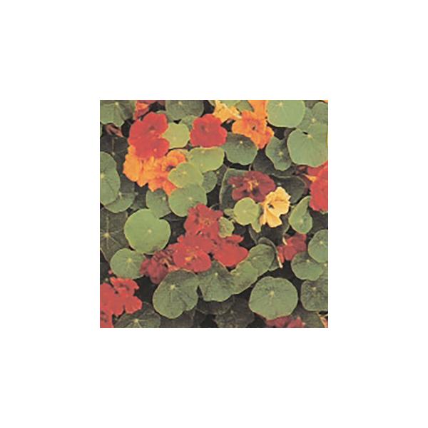 工ディブルフラワーで、花は柔らかい味わい、葉はスパイシーな味わいで、ビタミンＣ、ルテインが豊富です。　花・葉ともに生のままサラダに混ぜたり、色んな料理の付け合せとして利用できます。　つる性で枝分かれし、たくさん花を咲かせますので、観賞用とし...