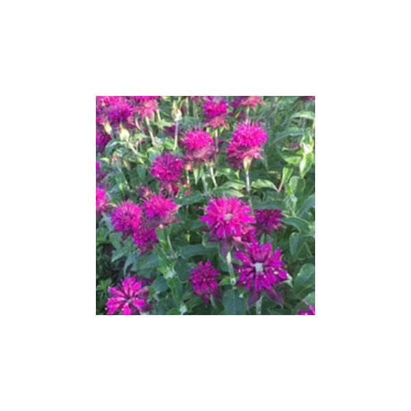 安眠、リラックス、疲労回復に。　美肌にも良い。濃いピンクのベルガモット。 花壇にお薦め。　ハーブバス、ハーブティー、スープ、サラダに。