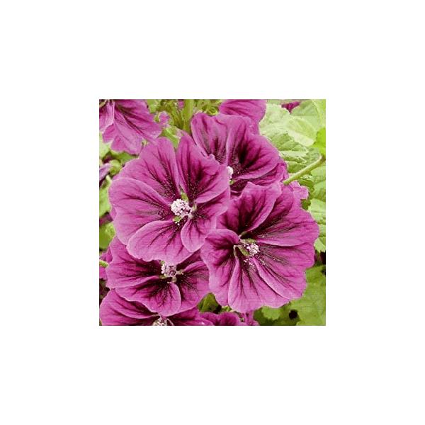 　日当たりと水はけの良い土地を好むアオイ科の多年草です。　紫色の花を乾燥させてお湯を注ぐとブルーのお茶になります。ぬめりのある葉はサラダやバター炒めなどにして利用します。花は咲かせたまま放っておくと次第に小さくなるので次々と摘みとった方がい...
