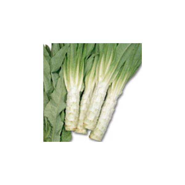 太った茎を食べ、茎チシャとも呼ばれます。　茎は太さ3〜5cm、長さ30cm前後になり、茎の皮をむいて利用します。　山くらげは、やや若い茎を縦にさき乾燥したものです。　