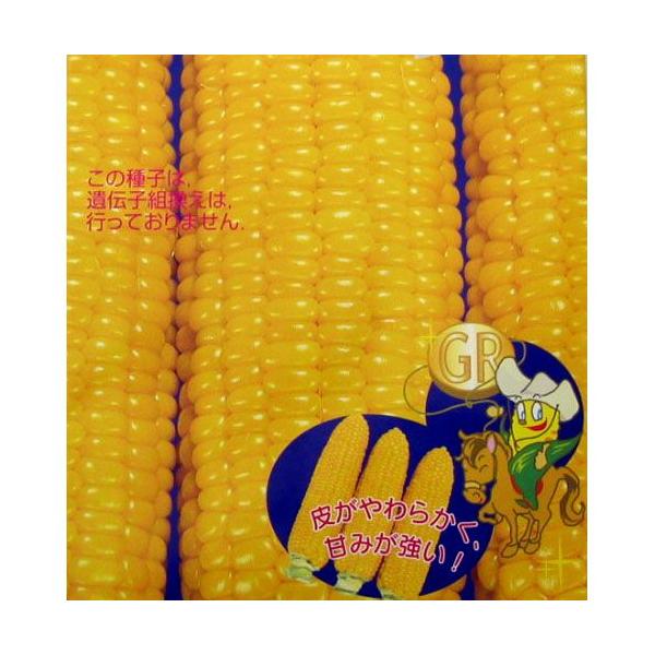 高品質で食味は極上、生で食べられるほど皮のやわらかい黄色のトウモロコシです。大きな穂にツヤのある粒がきれいに並び、先端までしっかりと実がつきます。 ■容量は季節により変更となる場合がございますが、価格に変更はございません。 メール便で10袋...