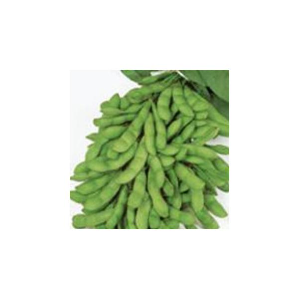 特有の風味とすぐれた食味をもつ茶毛の早生黒豆で、6月上旬までまけます。草丈は45〜50cmとやや低く、3粒莢がたくさんつきます。