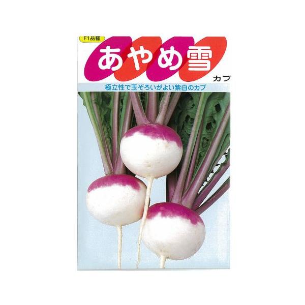 上品で鮮やかなかぶ。肌は方の部分が鮮紫色、下の部分が白色のツートンカラーのかぶ。根の部分は腰高の偏円形で肥大性がよいです。ひげ根はなく、尻もまとまりやすい。肉質はち密で甘味が強いおいしい！萎黄病耐病性あり。若どりでも球形がまとまり紫色も入る...
