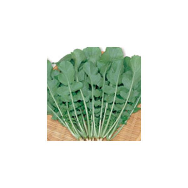 1.ビタミンCを豊富に含む葉を利用するダイコンです。2.生育期間が短くてつくりやすく、幅広い期間栽培できるので家庭菜園にぴったりです。3.独特の風味があり、ホウレンソウのようにバターいためやおひたしに利用します。