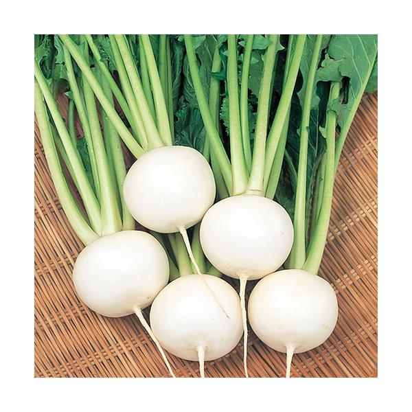 金町系小カブの極早生種で、春のトンネル栽培や夏まきに適した暑さに強い品種です。葉は小さめで草丈が伸びすぎず、形のよい腰高球で光沢があり、ス入りや裂根がほとんどありません。 ■容量は季節により変更となる場合がございますが、価格に変更はございま...