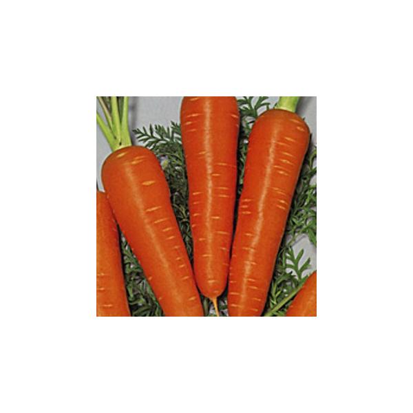 暑さ寒さや、病気に強い夏まき用品種です。根は17cmくらいの準円筒形で裂根が少なく、肥大とそろいがよいのが特長です。収穫期の幅が広く、長期間畑の中でもちます。