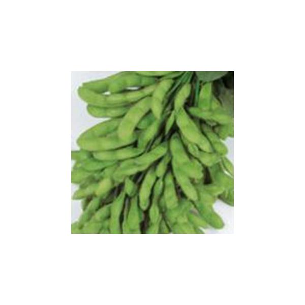 極早生では珍しく、3粒莢が多い収量抜群の白毛エダマメです。　トンネル栽培や露地の早まきに適し、プロの生産者もハウス栽培の早まきに使う品種です。