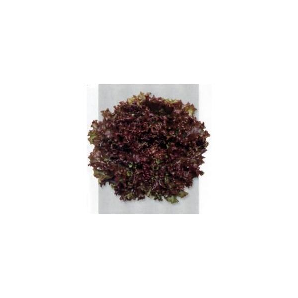 生育早く、ボリュームのある秋冬・春どり種!濃い葉色はテリツヤがあり鮮やか。葉先の赤褐色と中心の緑色とのコントラストが特に美しいレッドリーフレタス。可食葉のウエーブは程よく、見栄えがよい。草姿は半立性で、収穫後の調製が容易で荷姿が美しい。生育...