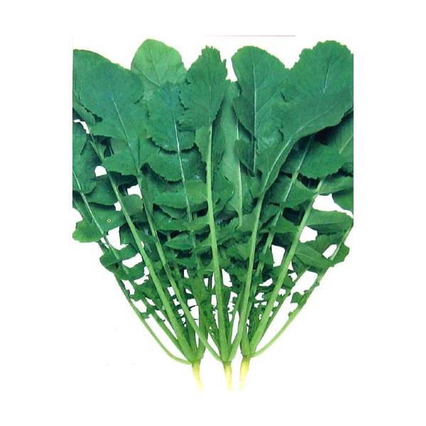 草勢旺盛で、作りやすく豊産種。やわらかな葉と歯切れのよさ、若葉の風味で食味上々。浅漬、和え物、炒め物、煮物、汁物、鍋物、湯通しサラダなど、用途が広い。 ■この商品はメール便不可です。宅配便でのお届けとなります。