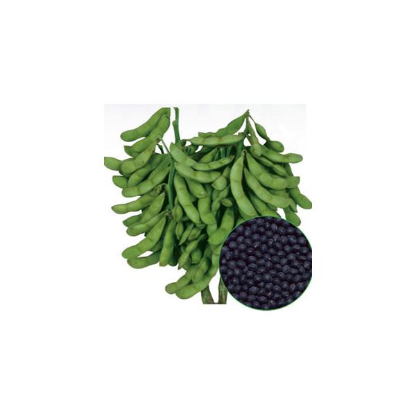 特性　枝豆用の早生黒豆品種で、特に早まきの作型において特性を発揮します。　「たんくろう」と比べて6月収穫で3〜5日、７月収穫で2〜3日程度早生となります。又、莢の黄化もやや遅く在圃性に優れています。　早生種としては濃緑大莢となり3粒莢の割合...
