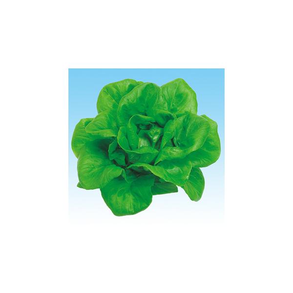バターヘッドタイプの晩抽系サラダ菜。葉はバイオ・サラダ（黒葉）よりやや薄い緑色の丸葉で葉肉厚く、柔らかくておいしい。水耕栽培で問題となる高温期のチップバーンが出にくく、抽苔が極めて遅い。耐寒・耐暑性があり、草勢も強く作りやすいので周年栽培が...