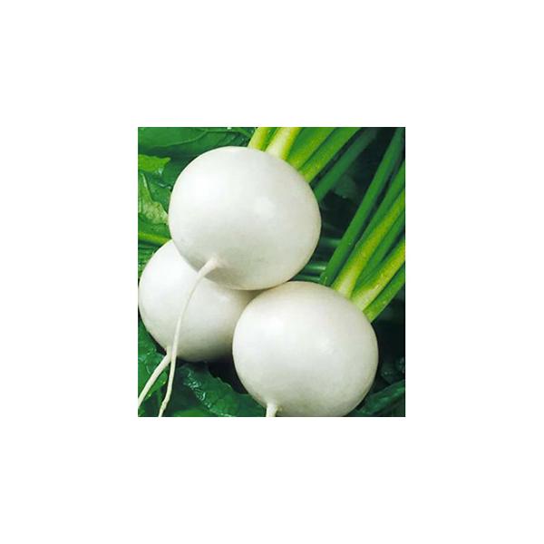 根こぶ病抵抗性で球のまとまりがよく、小カブから中カブまで随時収穫ができる。球形は腰高で、球揃いは抜群に良い。ス入りは遅く、裂根、変形は少ない。肉質は軟らかく食味良好。抽苔遅く、関東で1〜3月のハウス蒔き、4月蒔きが可能。 ■容量は季節により...