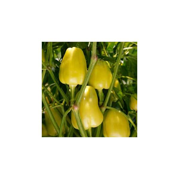 国内では珍しい、クリーム色のピーマンです。中早生種で、果は、最初からクリーム色に着色し、完熟果はオレンジに変化します。果形は、獅子型で、一部尖り果が見られますが、小果（50g前後）から大果（100g以上）まで、いつでも収穫できます。果は、上...