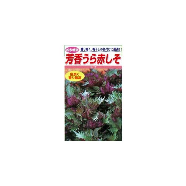生育旺盛で作りやすい、多収品種です。葉は表が緑色、裏が濃い紫色で縮みがあり、やわらかい。香り高く、色素も多いため、梅干し、紫蘇巻などに利用が広い。家庭菜園でもつくりやすく、プランターなどで簡単に栽培できます。10月〜12月は新種切り替え時期...