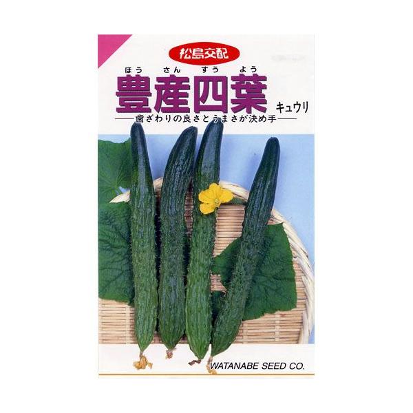 強勢・耐病・豊産近成四葉系の最高級種!!歯ざわりのよい四葉胡瓜の代表種です。夏節成りと四葉の一代交配種で、側枝は少ないほうですが、主枝主体の雌花着生できわめて豊産です。果は四葉に比べてやや短く、イボ、シワが少なく品質は一段と優れています。 ...