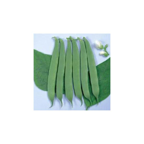 早生多収の平莢菜豆つるなし種で、草姿は中くらいです。莢は鮮緑色の平莢、すじなしで、長さは12センチくらい、幅1.5〜2センチ程度の広幅種です。莢は曲がり少なく、そろい良好です。着莢数は中程度であるが、一莢重が重く、収量性は高いです。莢はゆで...