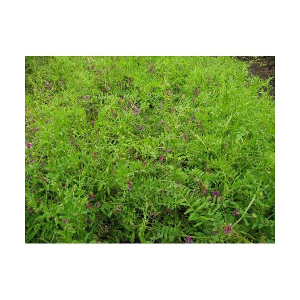 雑草をおさえる効果バツグン!  ・アレロバシー効果で雑草の発生を抑制します。 ・早生で初期成育が旺盛なため、従来のヘアリーベッチ一般種より雑草の競合に強く、高い雑草効果が期待できます。 ・根粒菌が空中窒素を固定し、土壌を肥沃化します。*宅配...