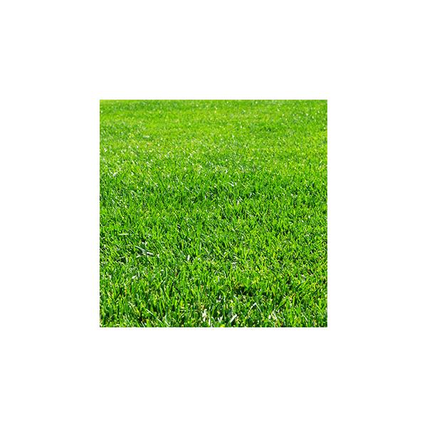 寒地型草種の中では、最も耐暑性、耐乾燥性に優れた多年草です。各地の気候条件に対し適応性が高く、耐寒性、耐暑性に優れることから北海道〜九州・沖縄まで利用されています。深根性植物で土壌を選ばないことから、法面緑化用植物に多く用いられています。本...