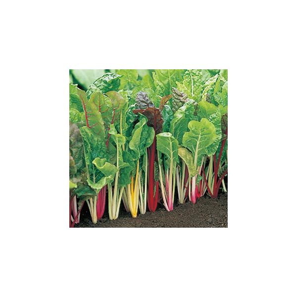 葉の軸が赤、白、黄色、中間色にも分かれる西洋ふだん草です。菜類が不足する夏にも収穫でき、ビタミンＡ、ミネラルが豊富で風味があります。カラフルで花壇の縁どりや鉢植にも使えます。