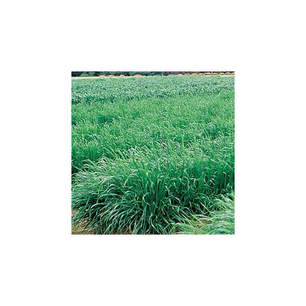 キスジノミハムやキタネグサレセンチュウの密度を抑制！葉茎が細く分げつも多い。   ●播種量:8〜10kg/10a ■この商品はメール便不可です。宅配便でのお届けとなります。
