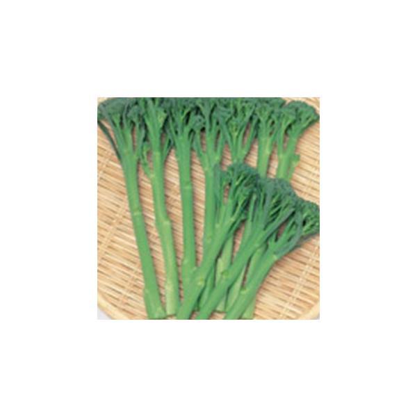 アスパラガスに似た甘みある花茎のスティックブロッコリーです。次々と伸びる側花蕾を長期間収穫できます。20cmくらいの長い側花蕾が15本程度取れます。