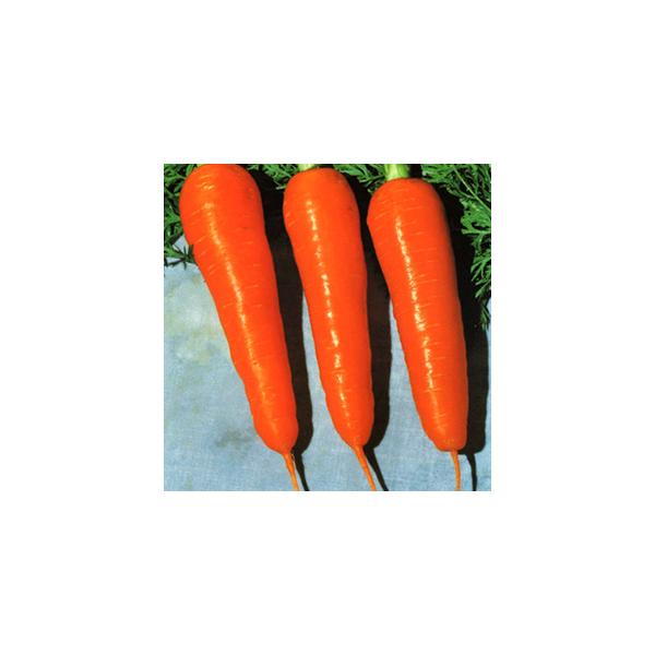 【特長】　　根の長さは18〜20cmで、先まで良く太ります。　外皮から肉の芯まで鮮やかな朱紅色です。　晩生で晩秋から春先まで収穫できます。　ビタミン豊富で栄養価が高く、鮮やかな紅色で彩りとしても良く、用途は豊富です。　煮物、炒め物、揚げ物、...